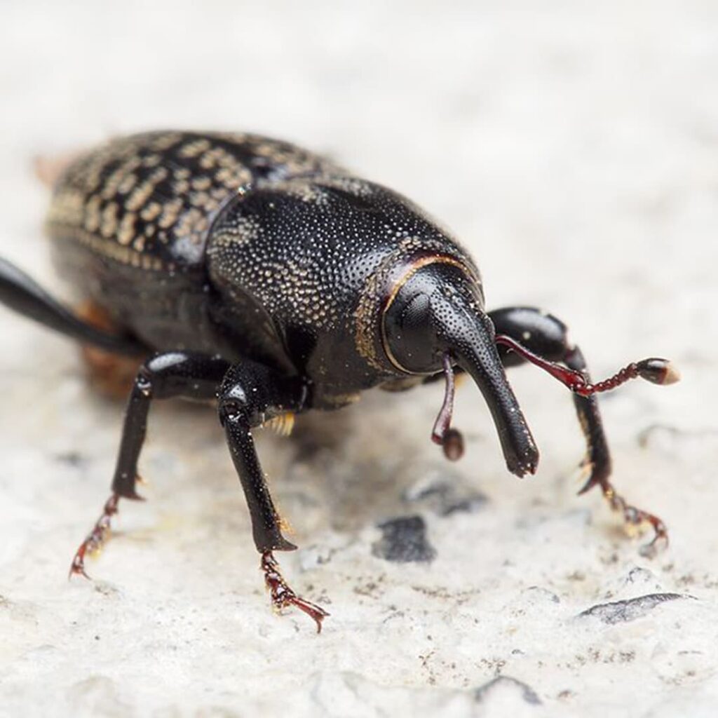 ITS BILLBUG SEASON - Palm Coast Pest Control
